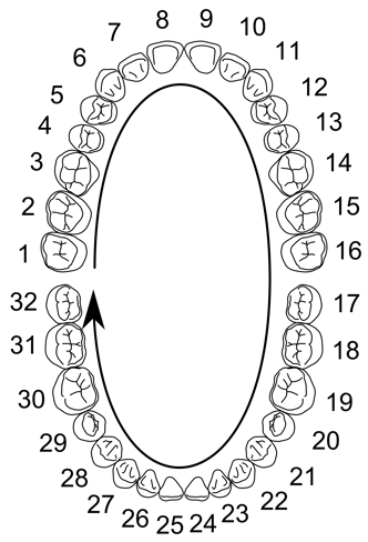 Pittman Custom Tissue Former Order Form